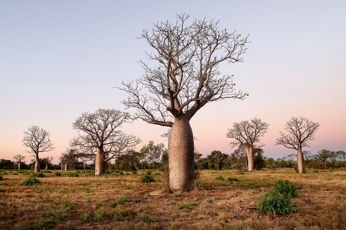 Kimberley Boabs – Matt Pearson Gallery
