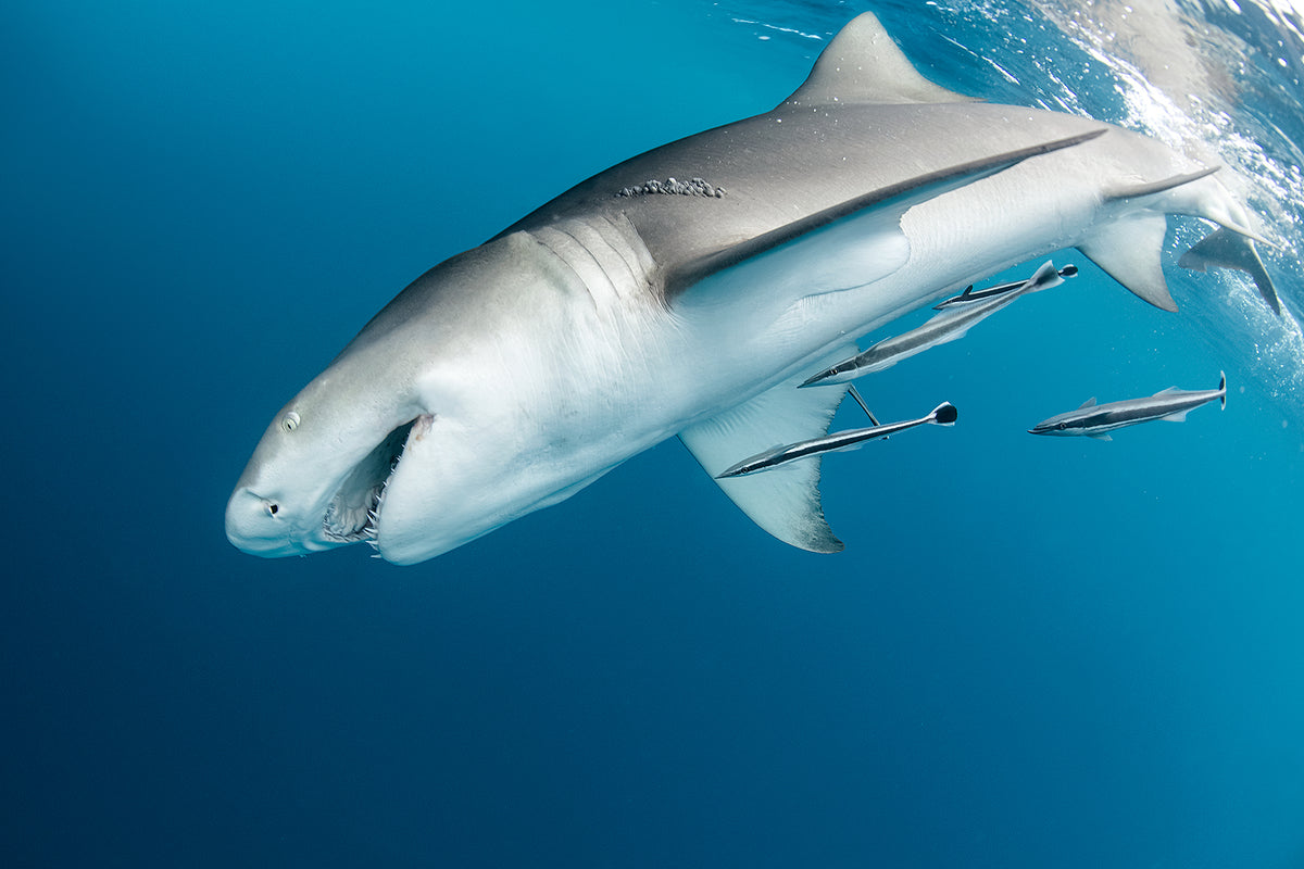 Sharky – Matt Pearson Gallery