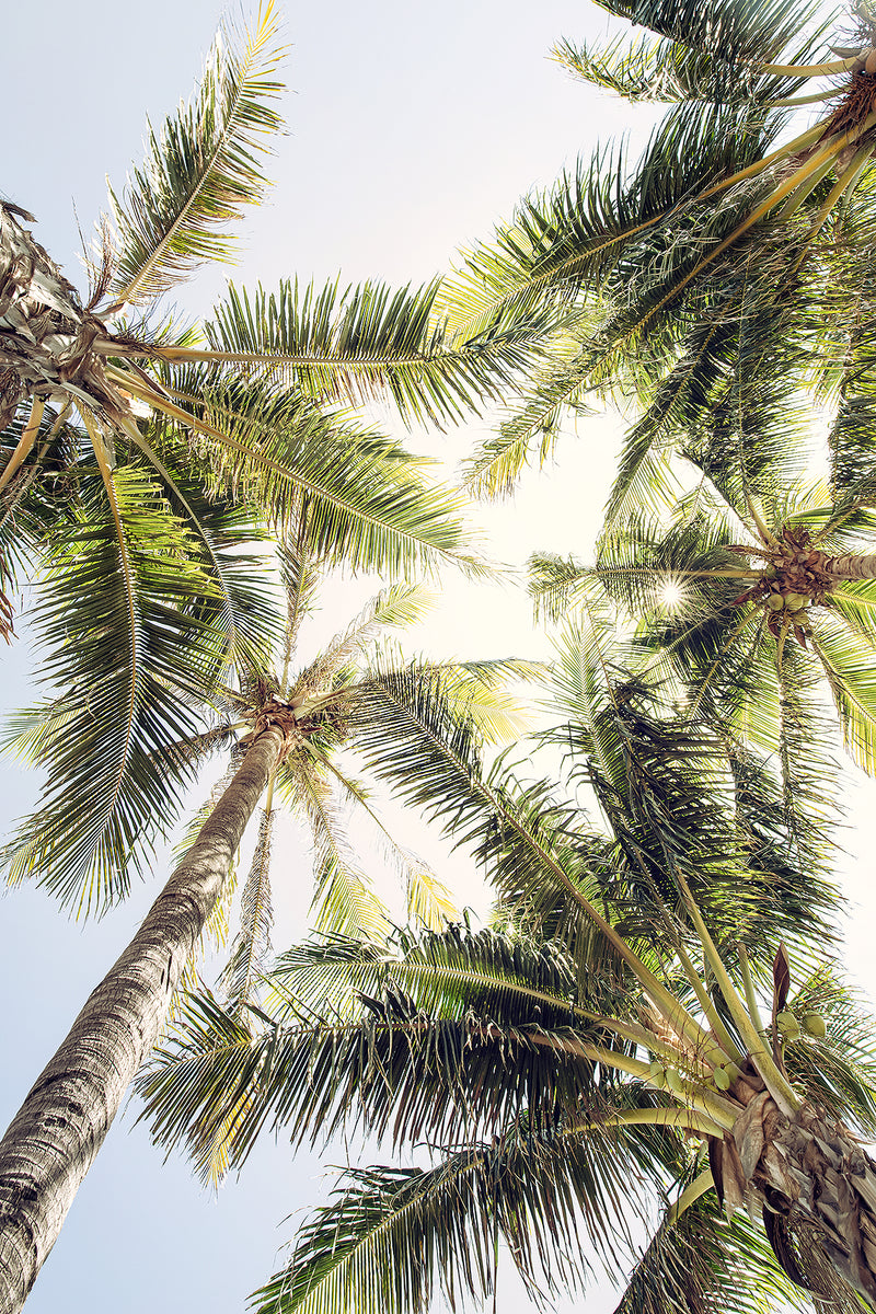 Tropics – Matt Pearson Gallery