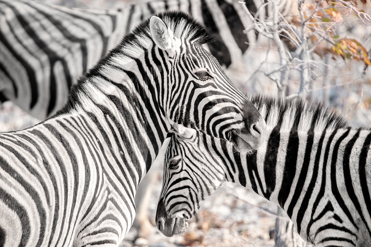 Zebra Crossing – Matt Pearson Gallery